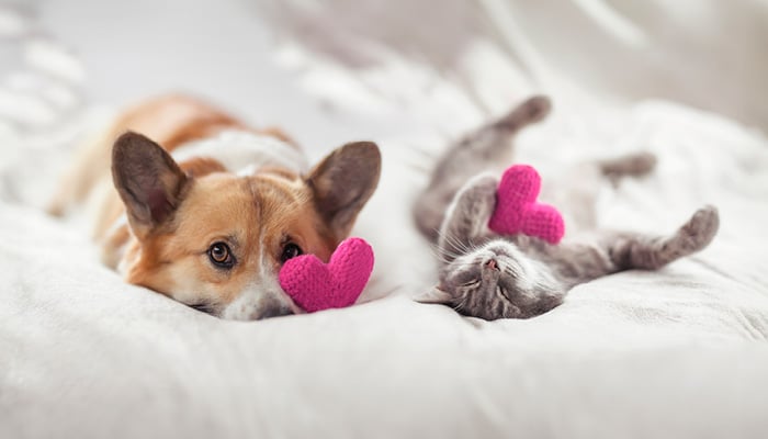 DIY Valentine Gifts for Your Pets